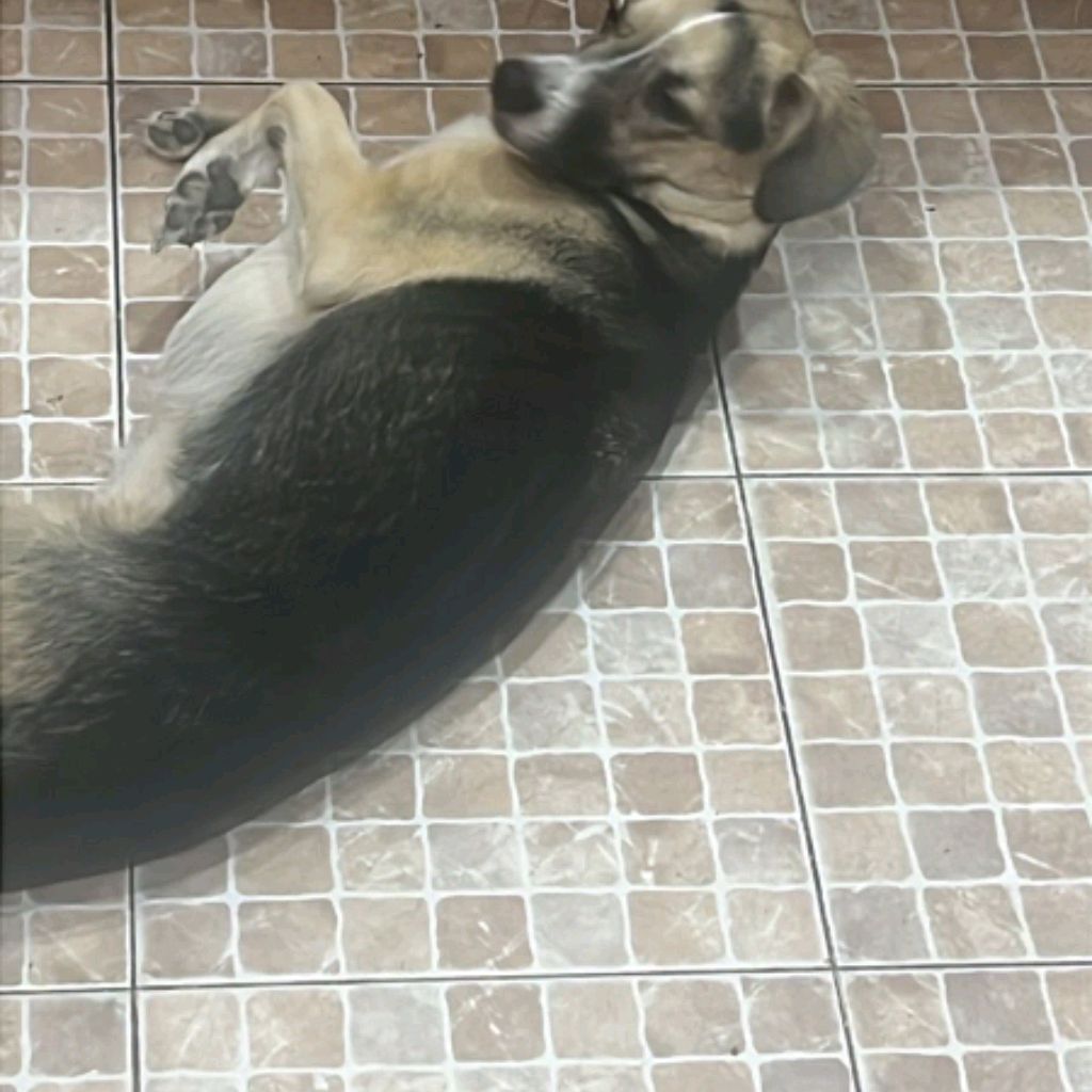 Иконка канала Димас-DS