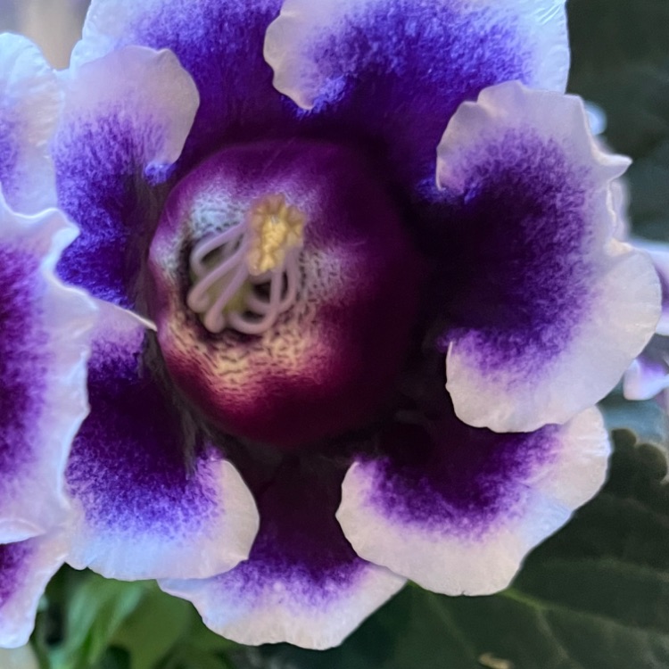 Иконка канала Любители цветов и бюджет в конверте