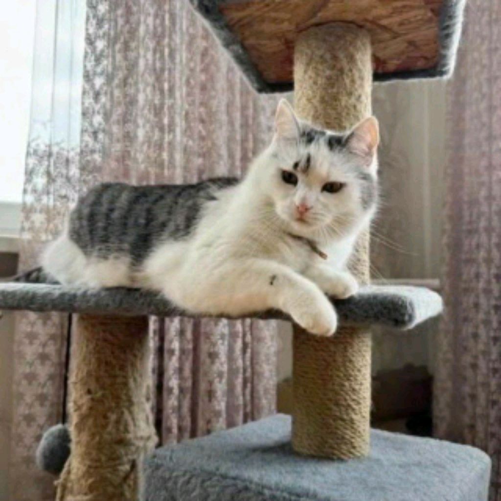 Иконка канала Кошачье 🐾Собачье 🐾Сердце
