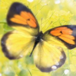 Иконка канала ГАУДО СО ДШИ № 2 г. Каменска-Уральского