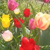 Иконка канала Около дачи (сад с нуля на юге)