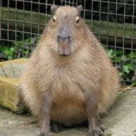 Иконка канала Скаранин1988