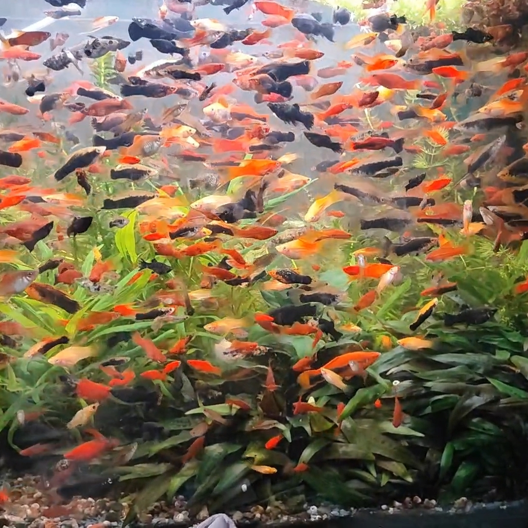 Иконка канала Аквариумист любитель