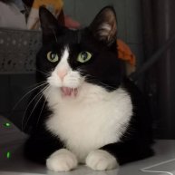 Иконка канала KoтRazrab