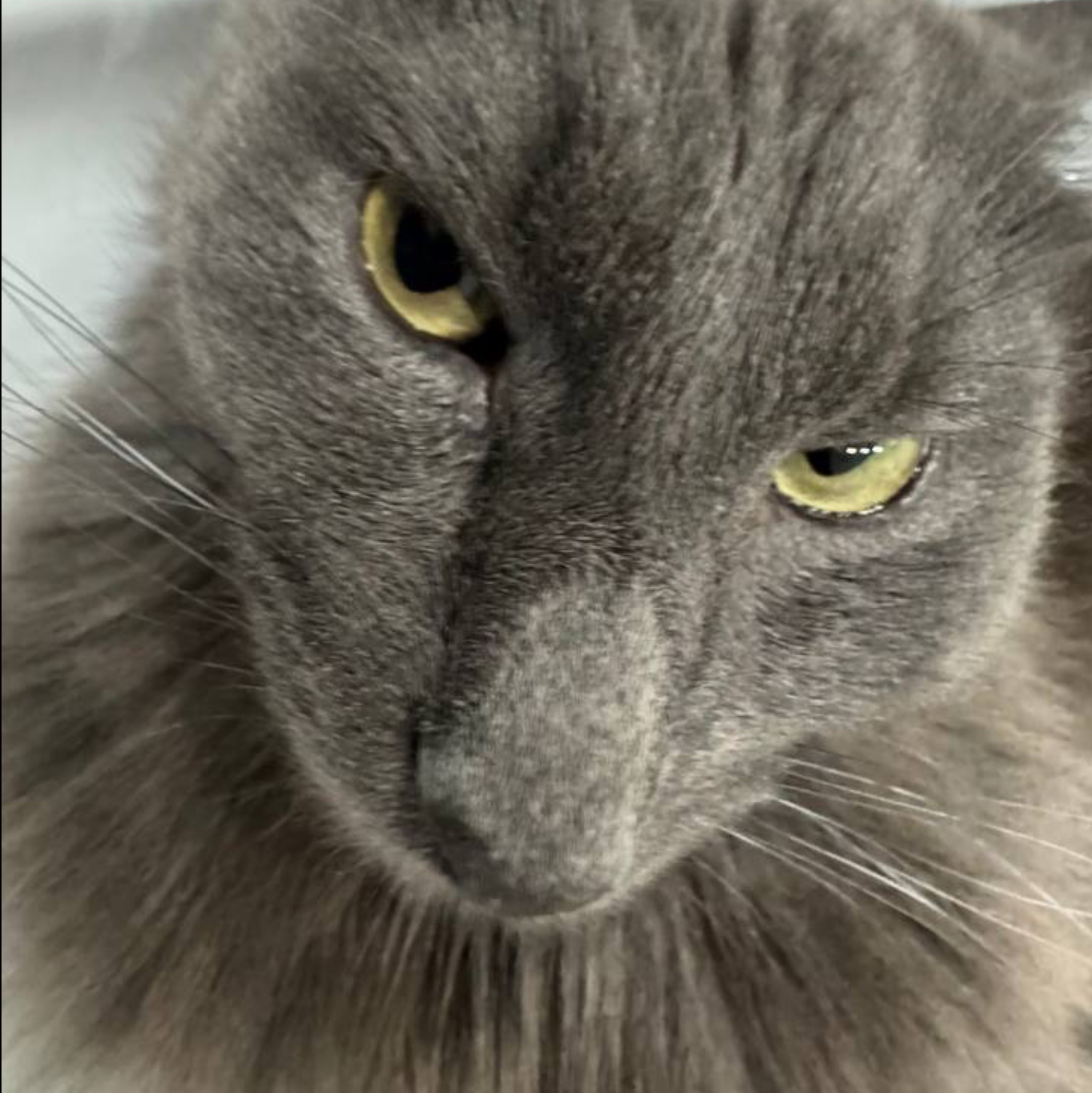 Иконка канала Misggan