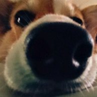 Иконка канала Пëс Коржик❤