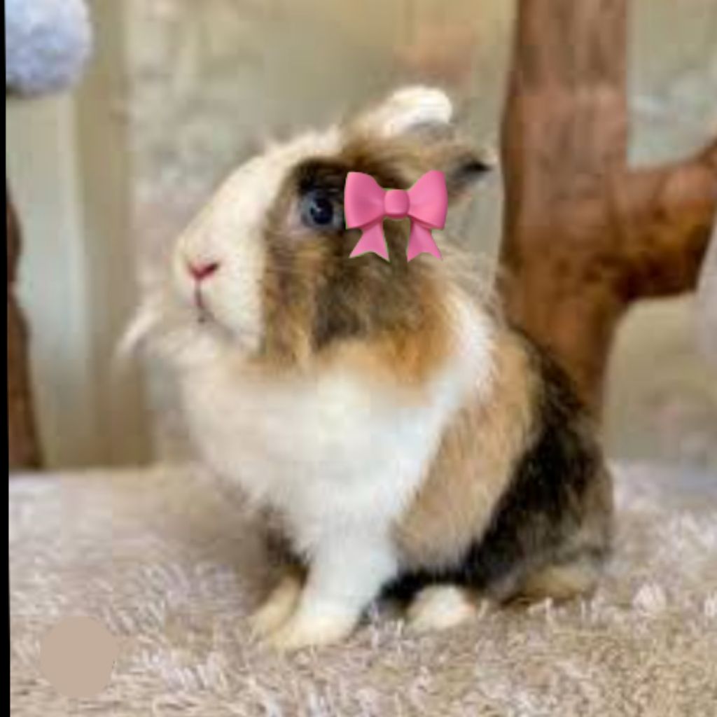 Иконка канала 🎀♡Баффи♡﹥3🎀