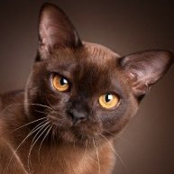 Иконка канала "MURBURG" Бурманские кошки