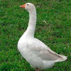 Иконка канала Борис