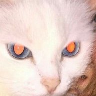 Иконка канала обучалкин