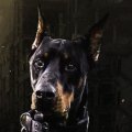 Иконка канала doberman1949