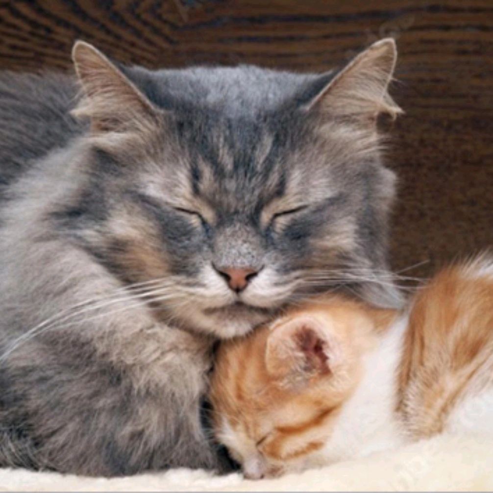 Иконка канала 👑🇷🇺✨️🎀Викусик🎀✨️🇷🇺👑