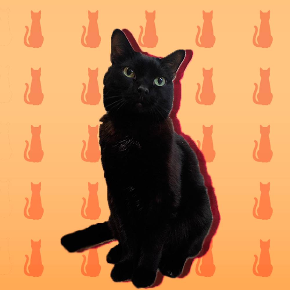 Иконка канала Котоварня | Мир Зоопсихолога