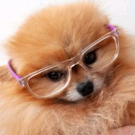 Иконка канала Всё про шпицов