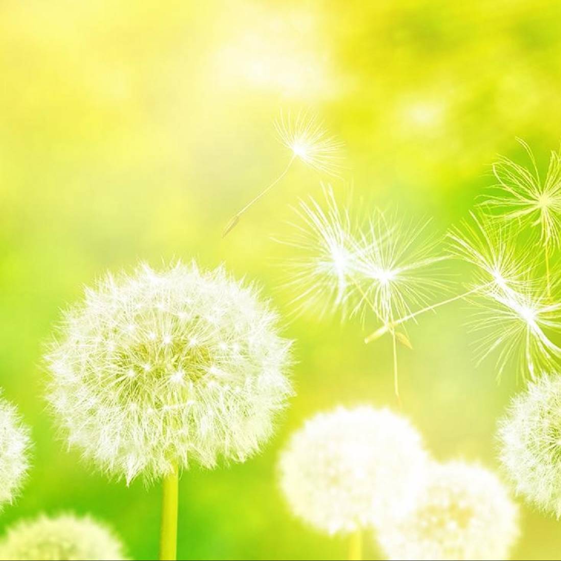 Иконка канала Oduvanchik