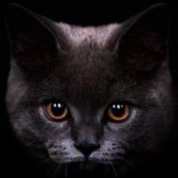 Иконка канала COLDlittleHEART