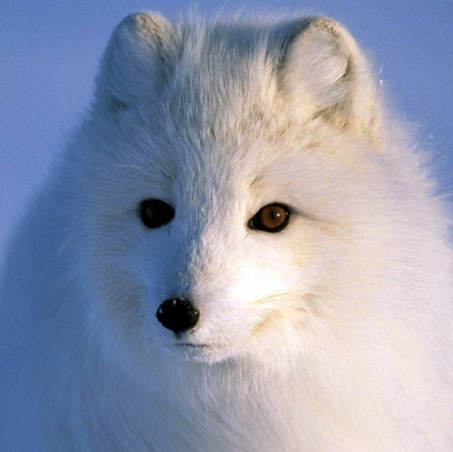 Иконка канала Liza Akuma