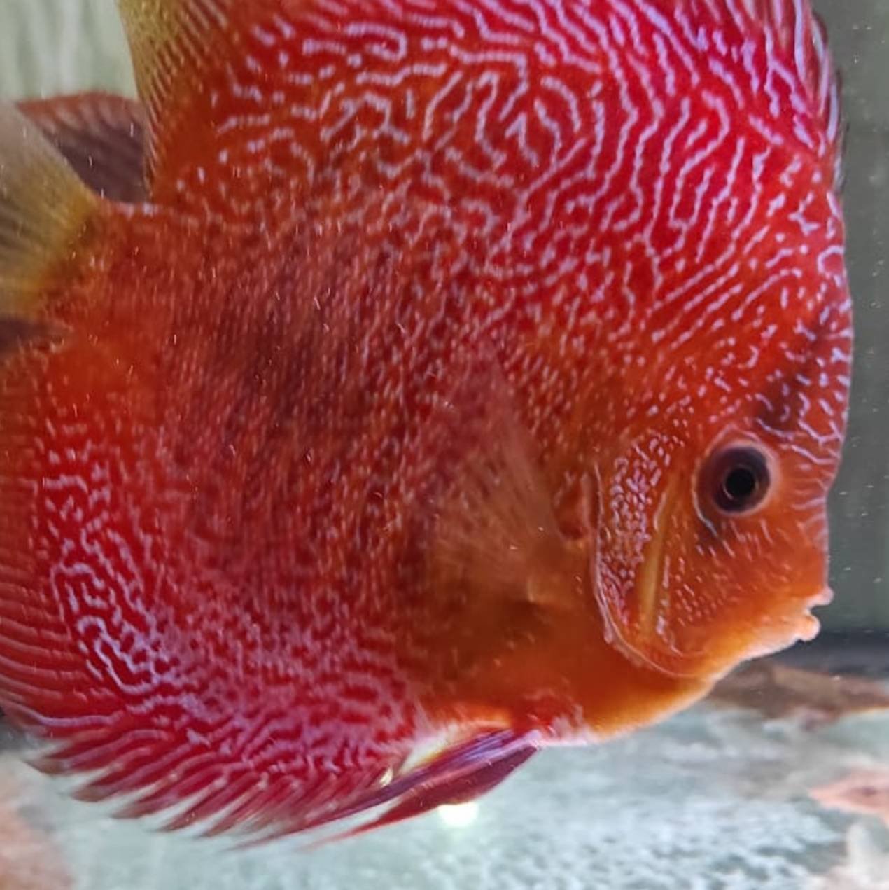 Иконка канала Discus4U