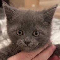 Иконка канала CAT SAMMY