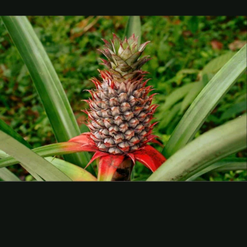 Иконка канала Злой Ананас 🍍