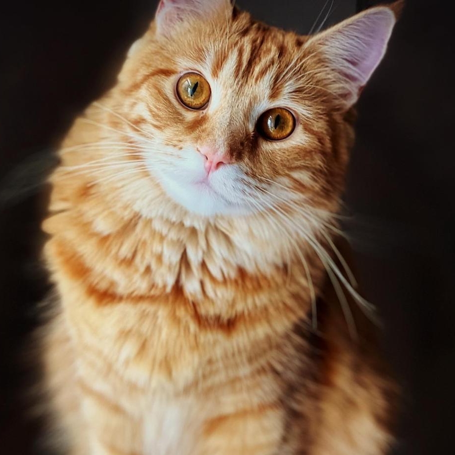 Иконка канала MegaCat