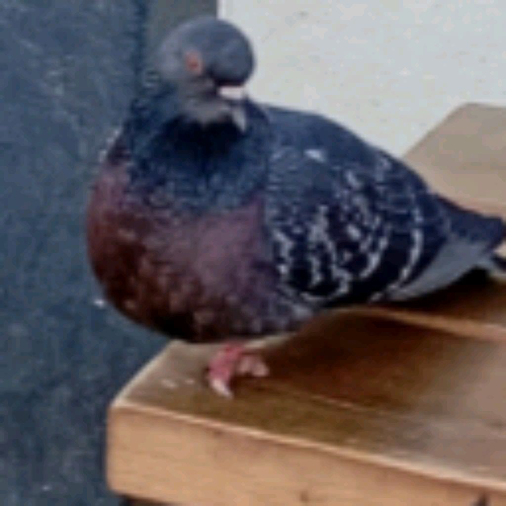 Иконка канала MrCaterz