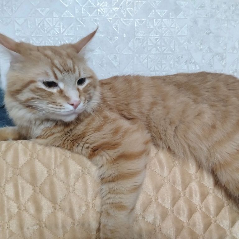 Иконка канала Рыжие Коты