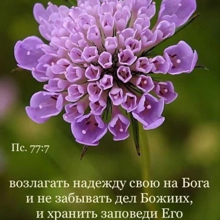 Иконка канала Свет-тевС