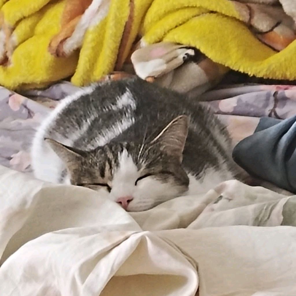 Иконка канала Cat_love