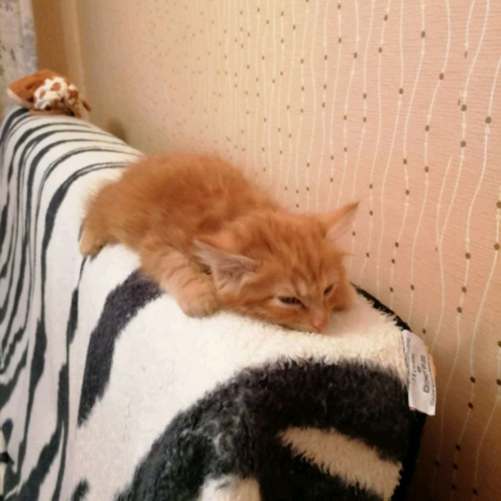 Иконка канала Вареник, но я Варя