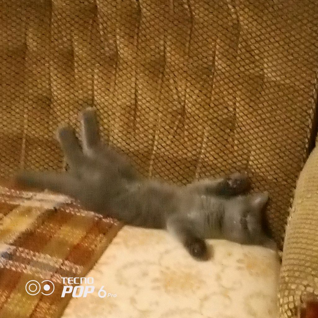 Иконка канала Small cats