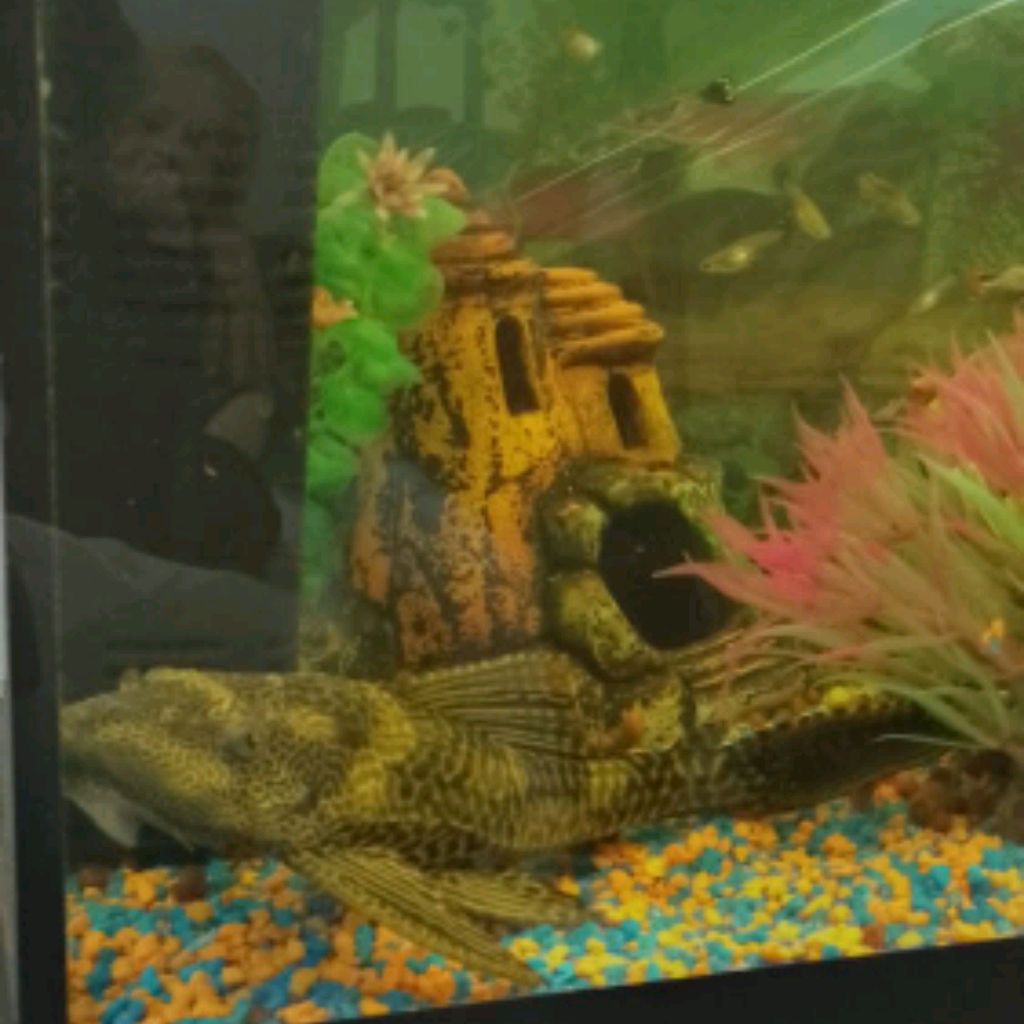 Иконка канала Будни Юного аквариумиста профи и не только