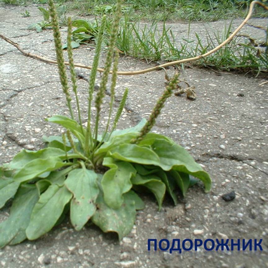 Иконка канала Подорожник