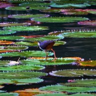 Иконка канала orieiam