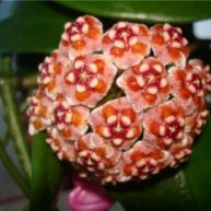 Иконка канала Хойи со всех уголков мира