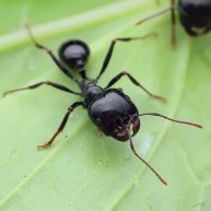 Иконка канала Ant