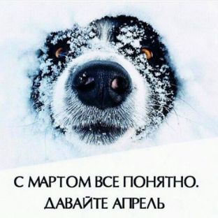 Иконка канала смешная шайка