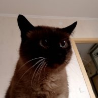 Иконка канала Кот Маркисс и его друзья