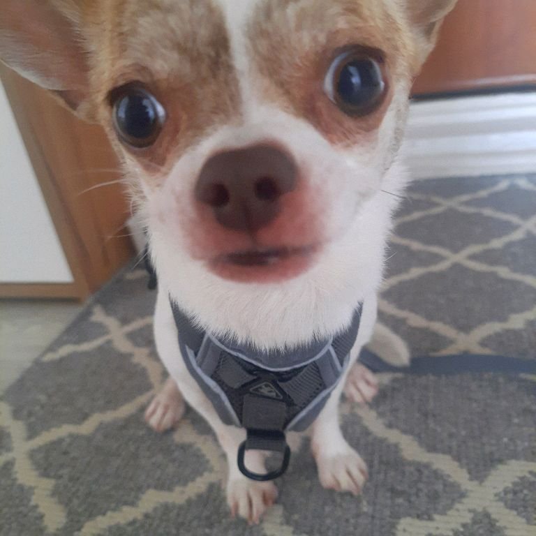 Иконка канала Jack dog