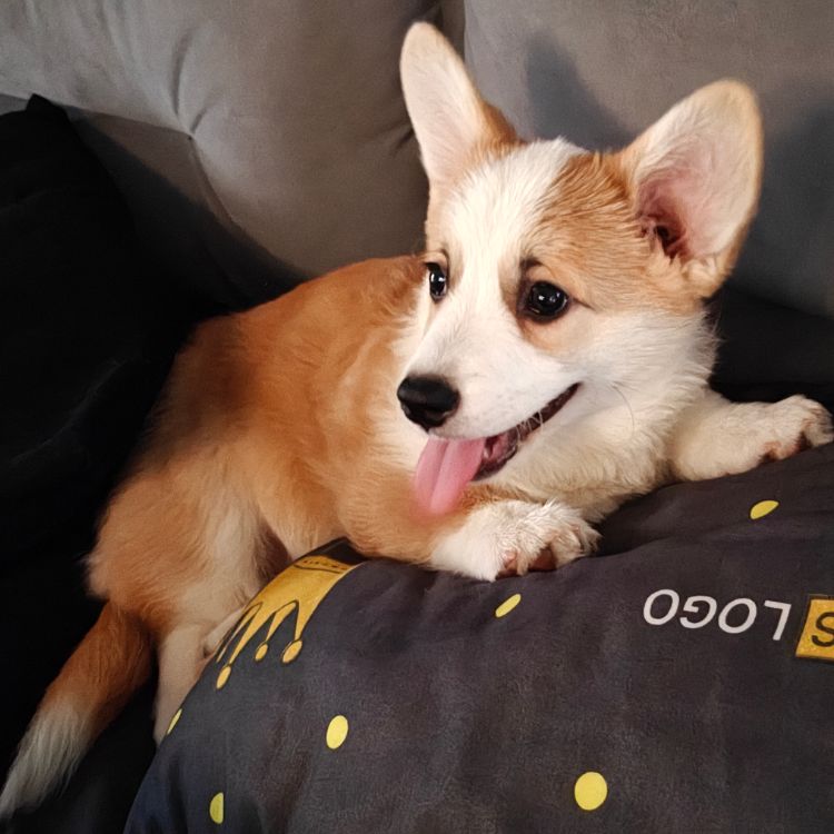 Иконка канала Коржик-Бонд!!