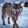 Иконка канала WolfGame