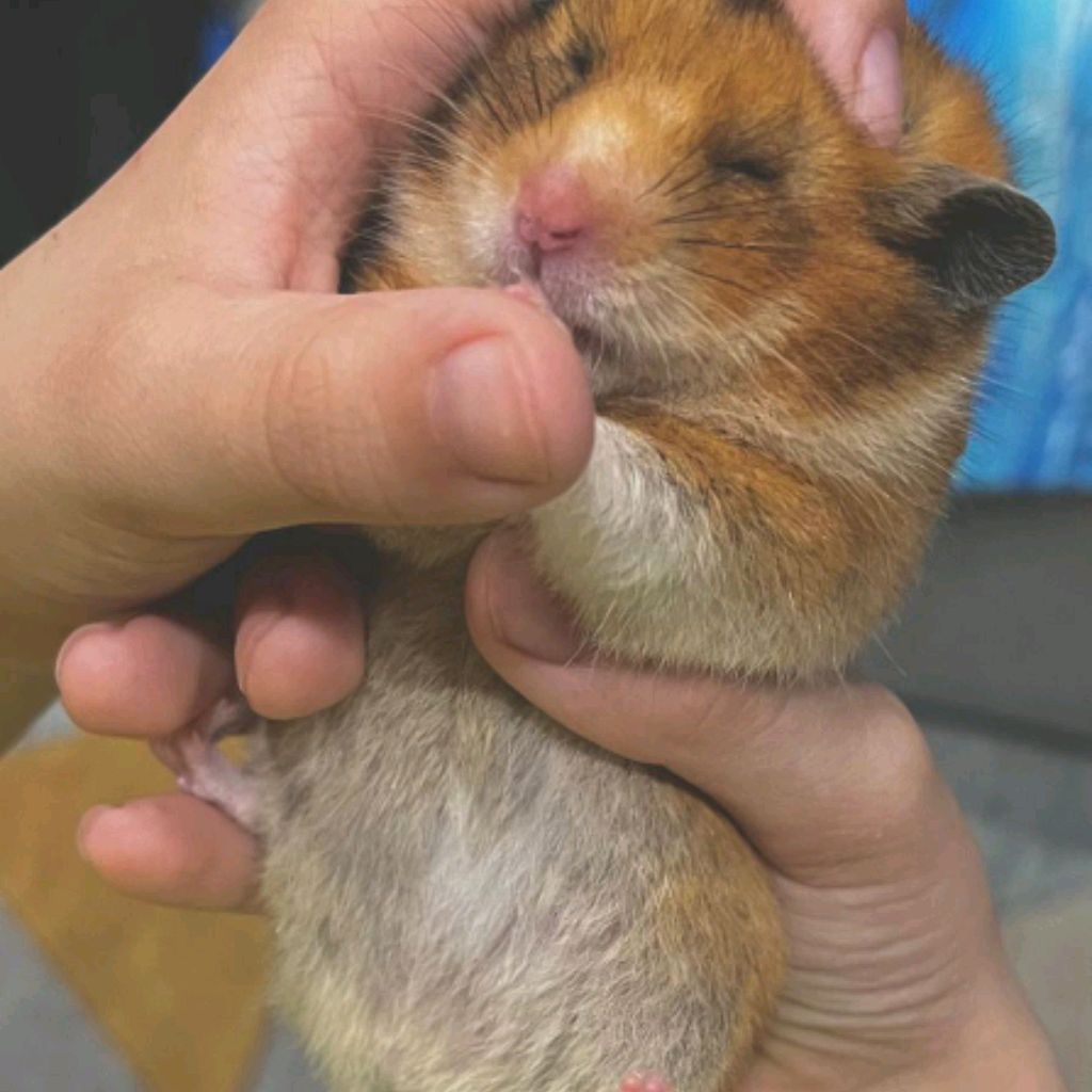 Иконка канала Хомяк52$