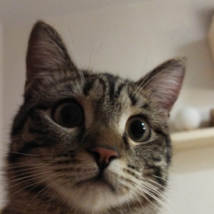 Иконка канала 💞Девочка и кот💞