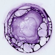 Иконка канала MIRACULORUM