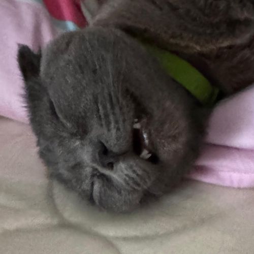 Иконка канала Bum•Cat 🐈⬛