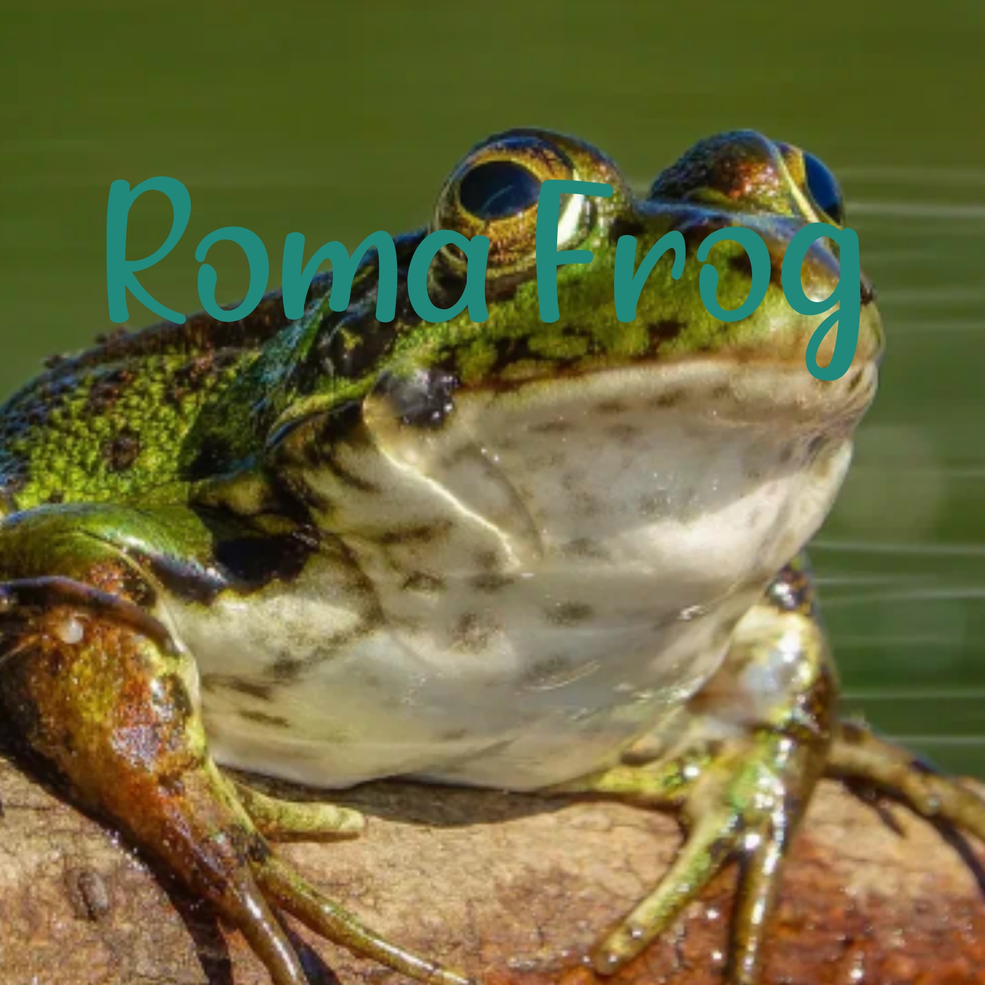 Иконка канала Roma Frog
