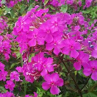 Иконка канала Nadezda-garden channel