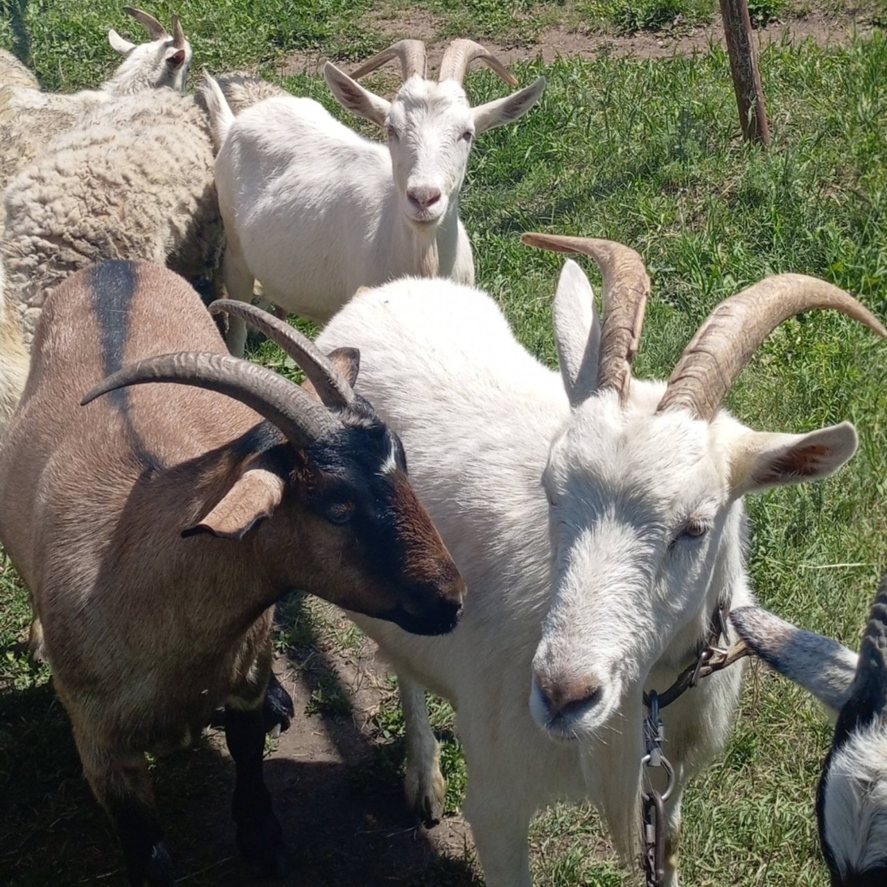 Иконка канала ЖИВОТНЫЕ 🐐🐏 В ДЕРЕВНЕ