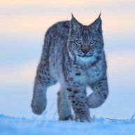 Иконка канала Предприниматель Яковлев