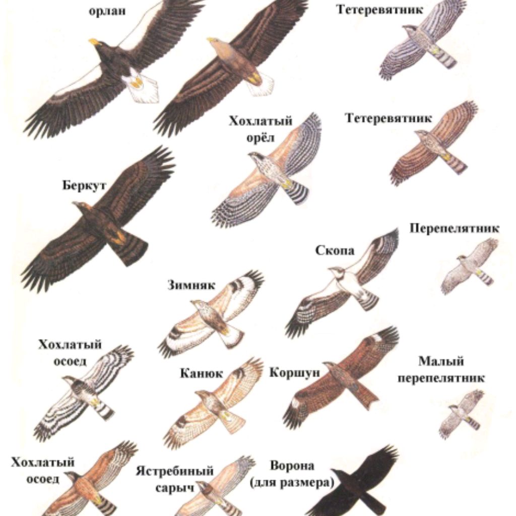 Иконка канала Сокол